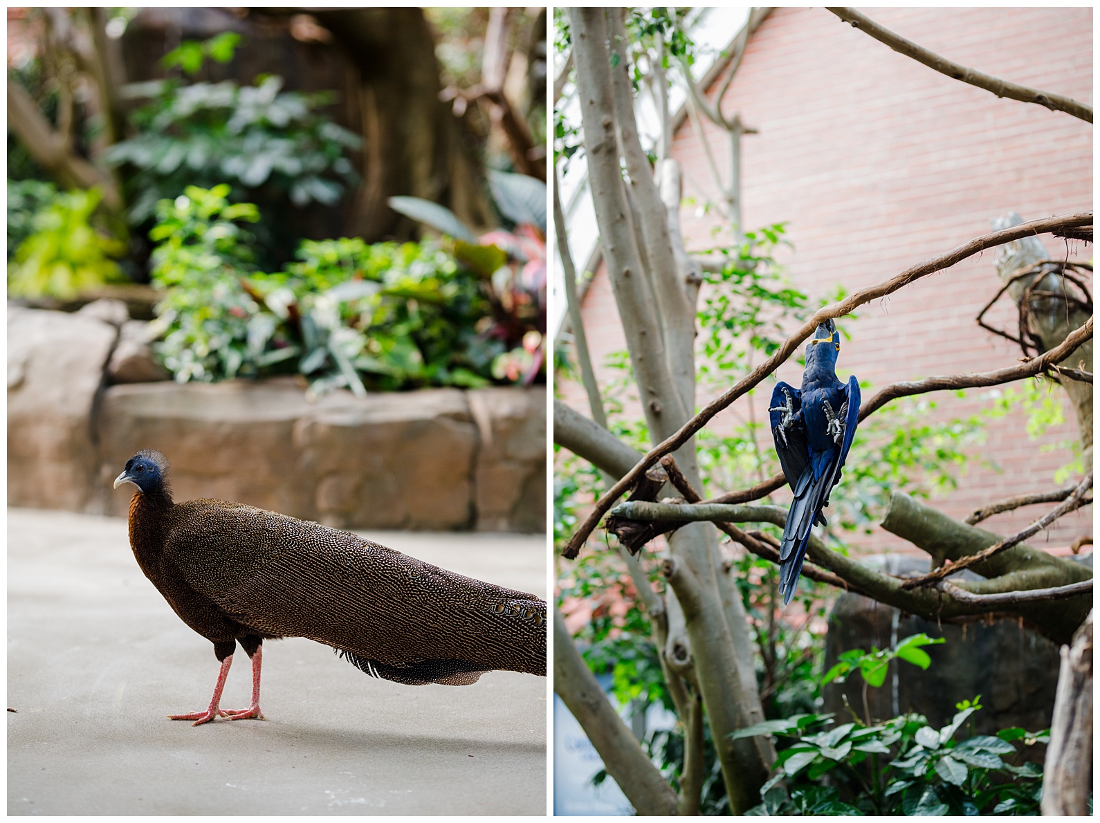 National Aviary Wedding - Pittsburgh Wedding Photographer